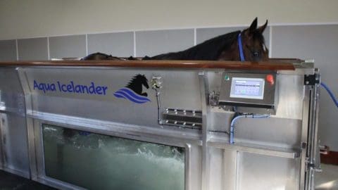 Horse Water Treadmill | Aqua Horse Treadmill | DoWell Equine