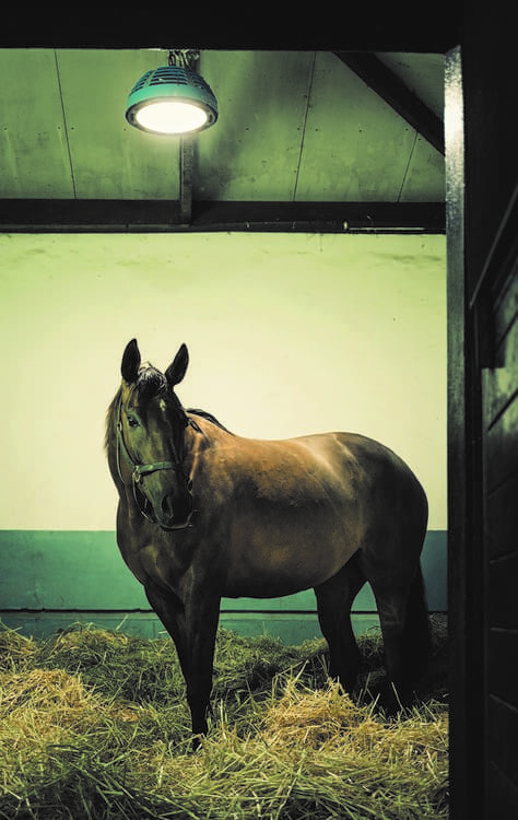 Equilume | LED Horse Stable Lights | DoWell Equine